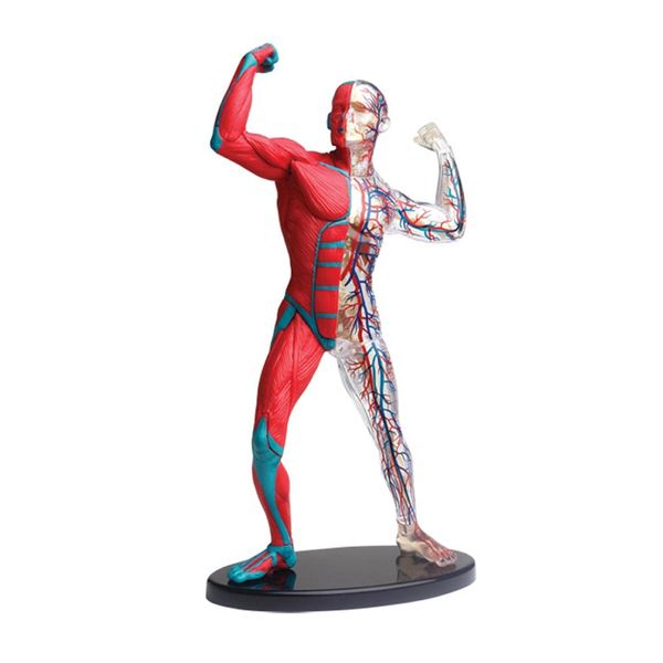 19cm Muscle & Skeleton Anatomy Model, 38 parts - Inventoplay